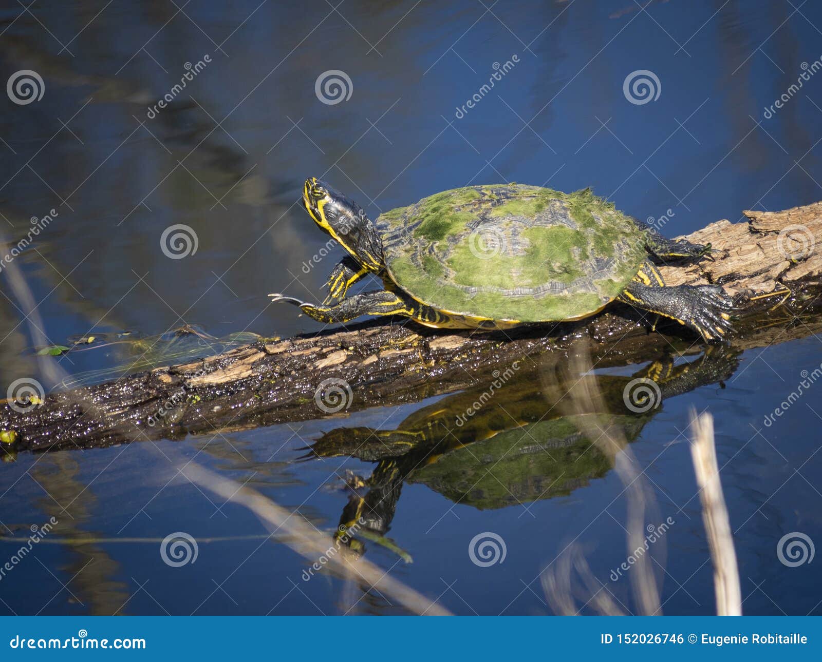 Cute Litle Turtle Stetching and Relaxing Stock Photo - Image of ...