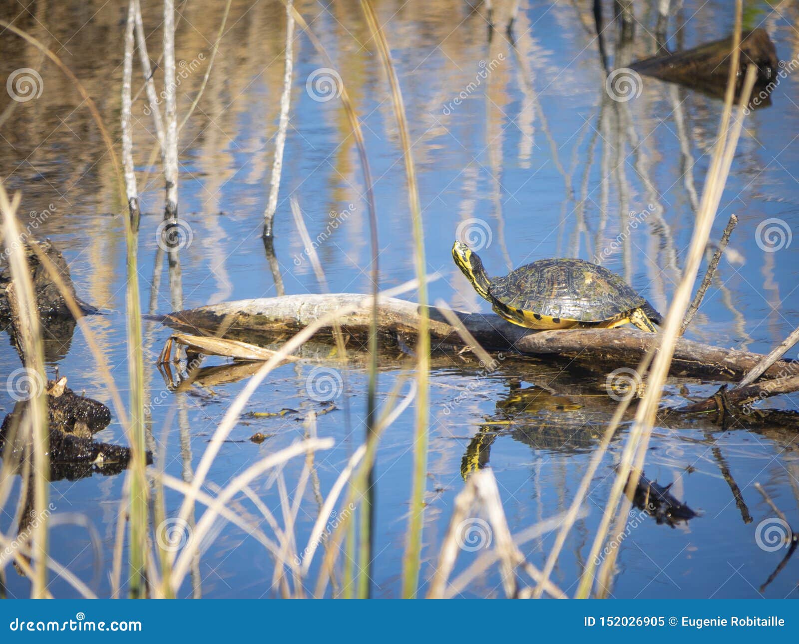 Cute Litle Turtle Stetching and Relaxing Stock Image - Image of reptile ...