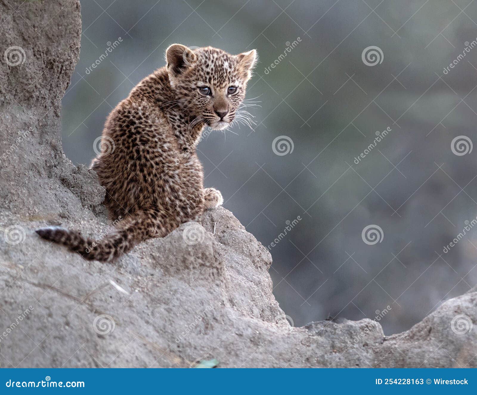 Cute Little Amur Leopard Cub Sitting on a Rocky Surface and Looking ...