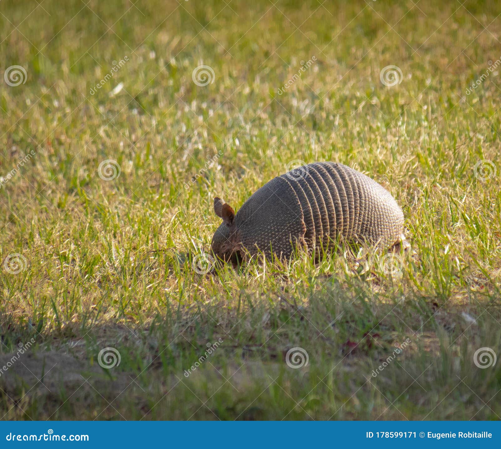 Cute little armadillo stock image. Image of omnivorous - 178599171