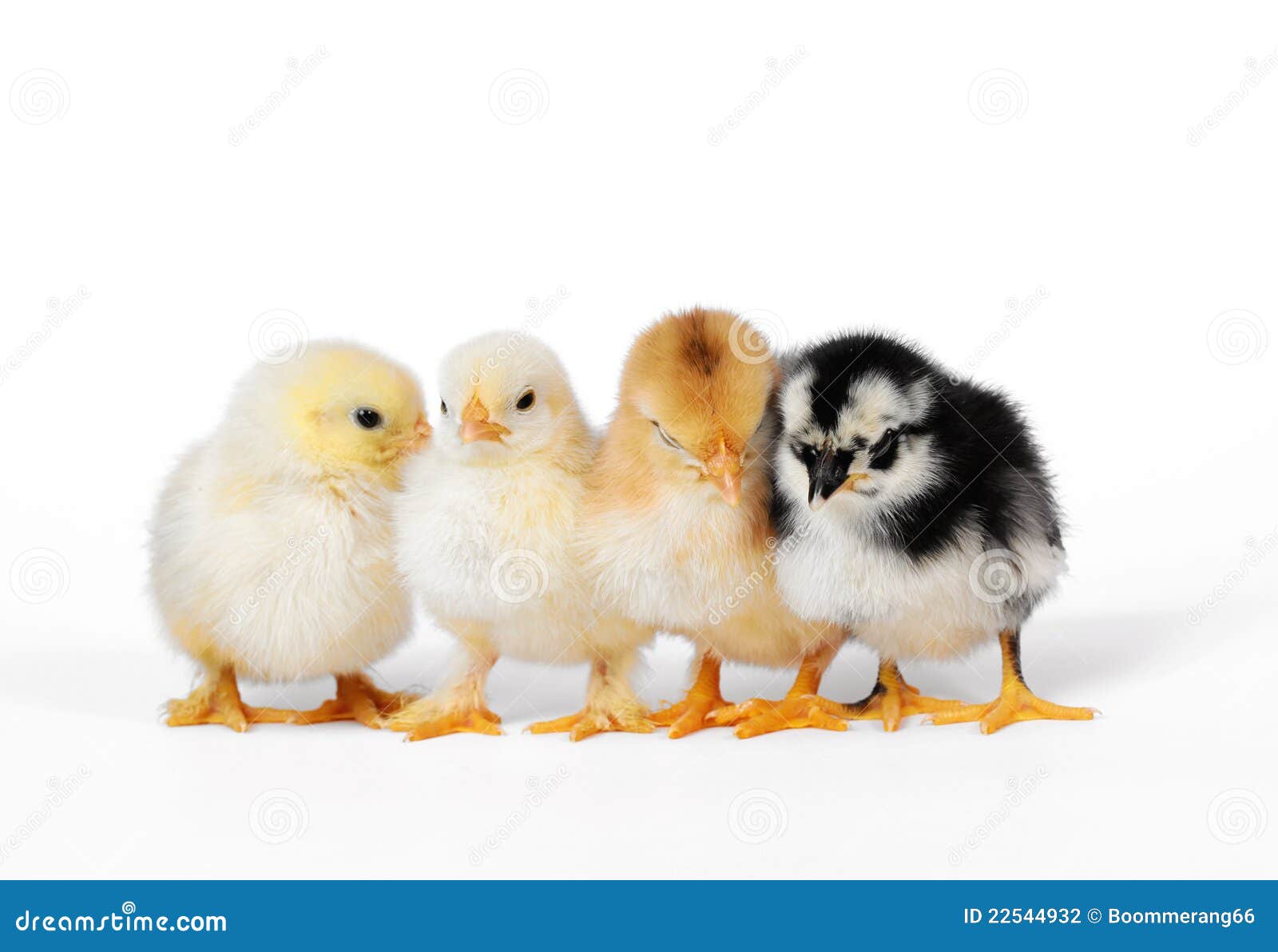 Cute little baby chicken stock photo. Image of small - 22544932