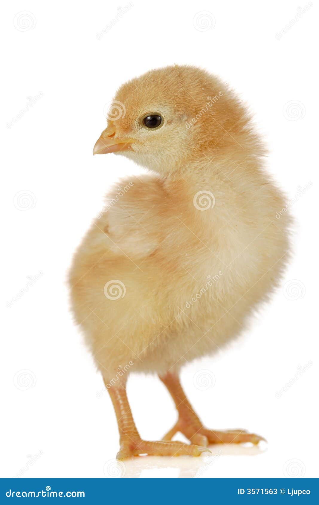 Cute Little Baby Chicken Stock Photos - Image: 3571563