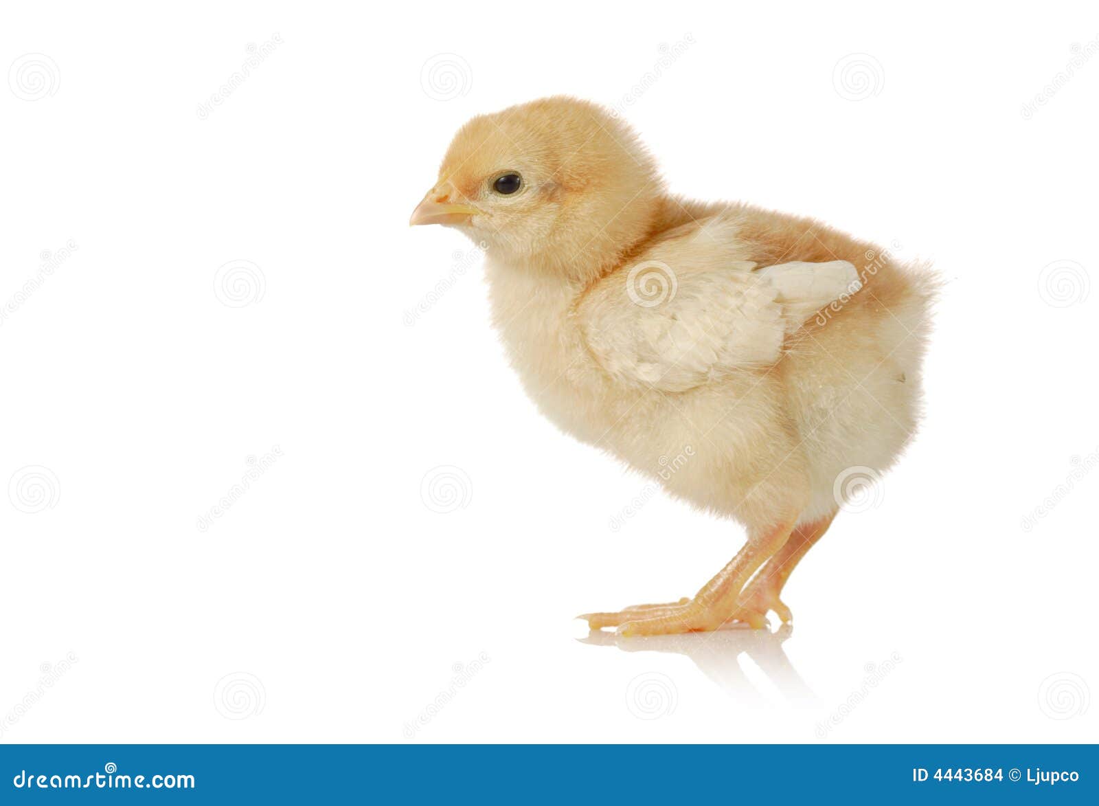 Cute little baby chicken stock photo. Image of newborn - 4443684
