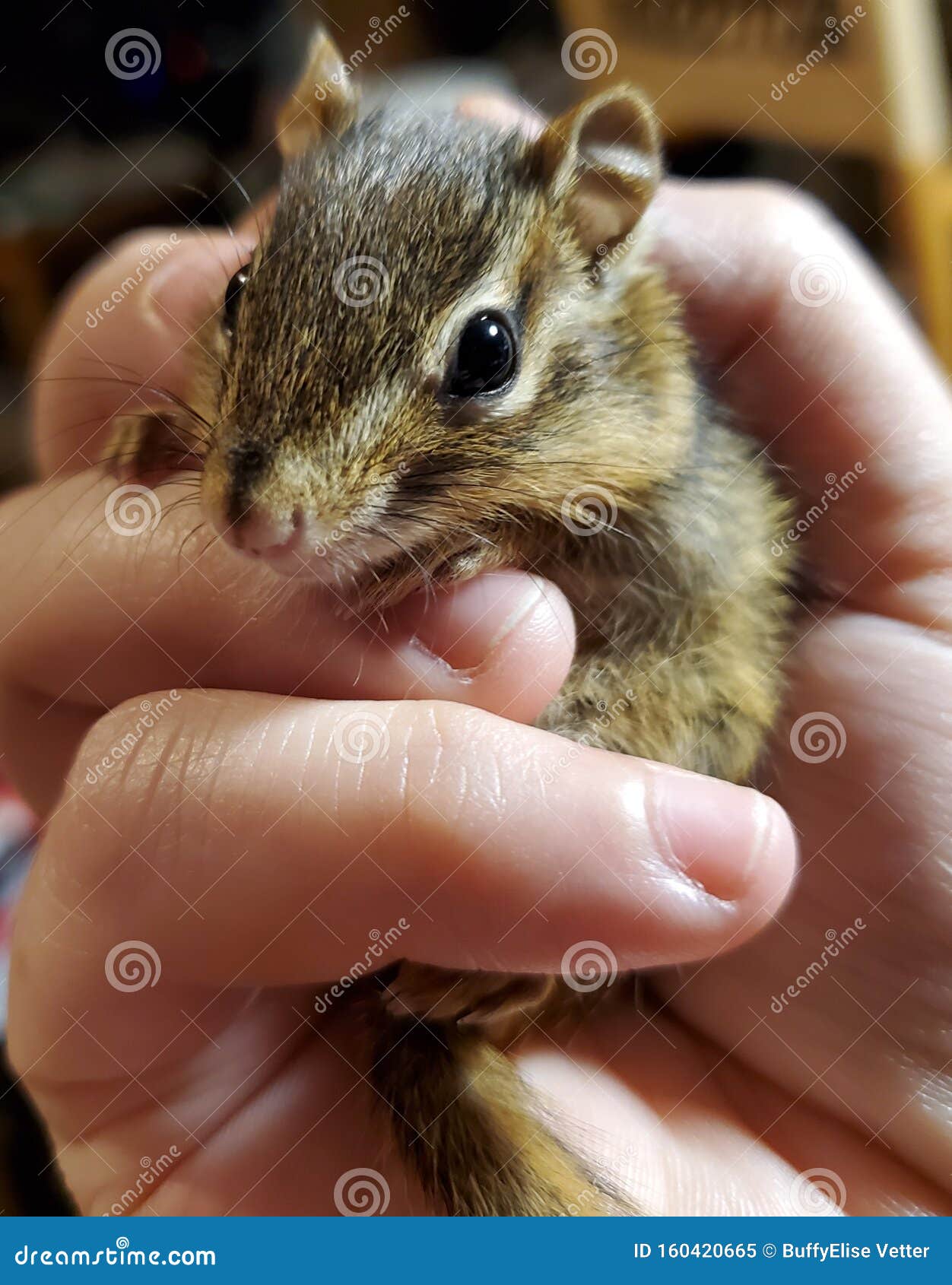 Cute Little Baby Chipmunk stock image. Image of cute - 160420665