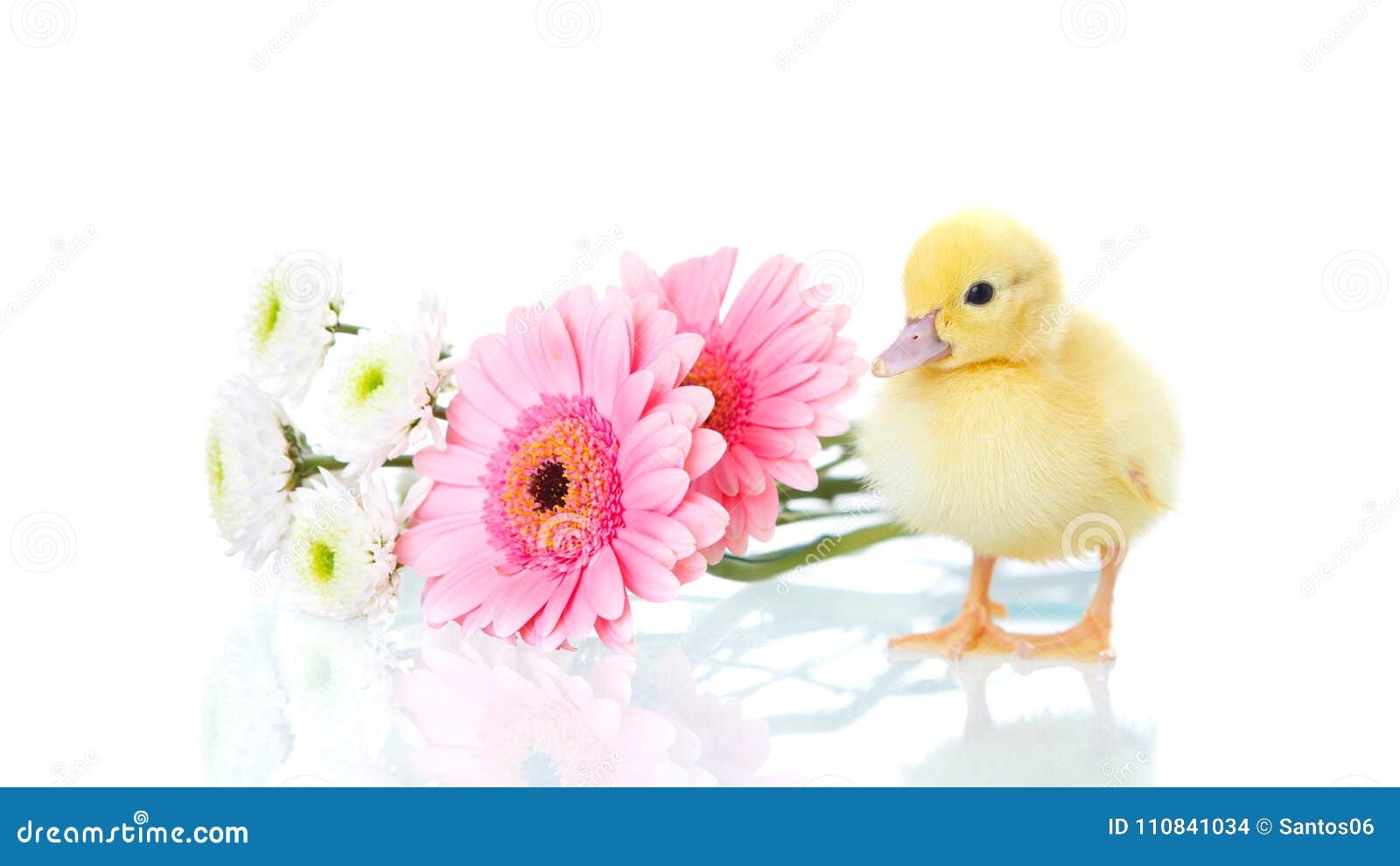 Baby duck beside flowers stock photo. Image of farm - 110841034