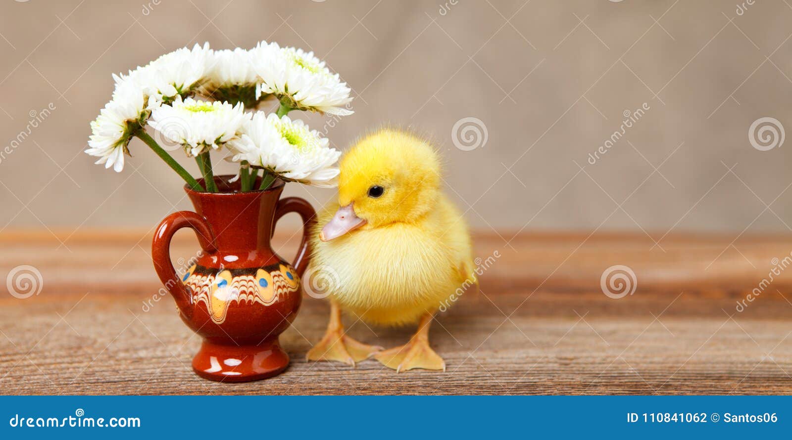 Baby duck beside flowers stock photo. Image of studio - 110841062
