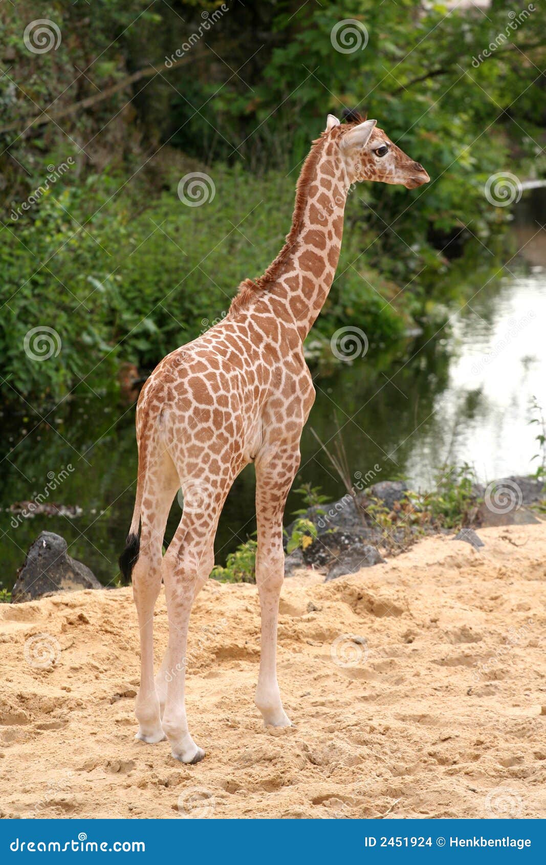 Cute little baby giraffe stock photo. Image of yellow - 2451924
