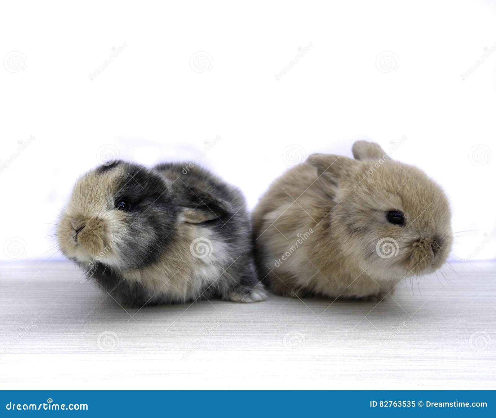 Cute little baby rabbit stock image. Image of confronting - 82763535