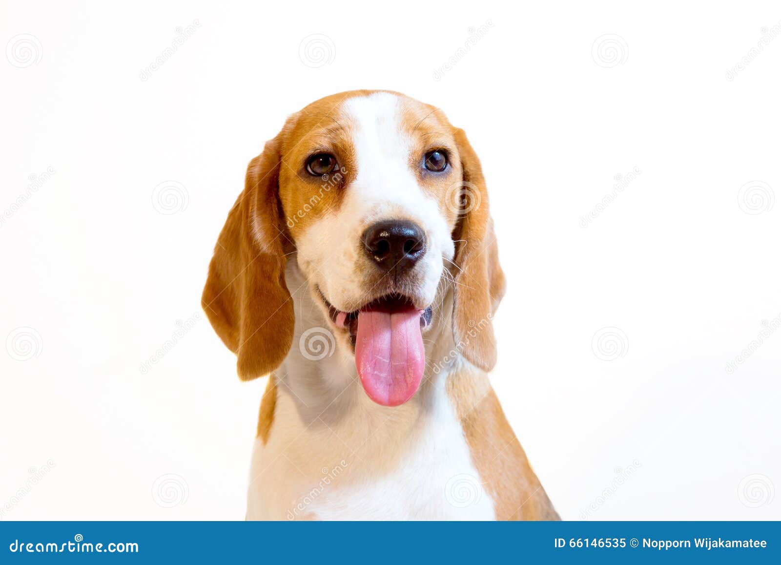 Cute Little Beagle Dog Smiling Studio Portrait Stock Image - Image of ...
