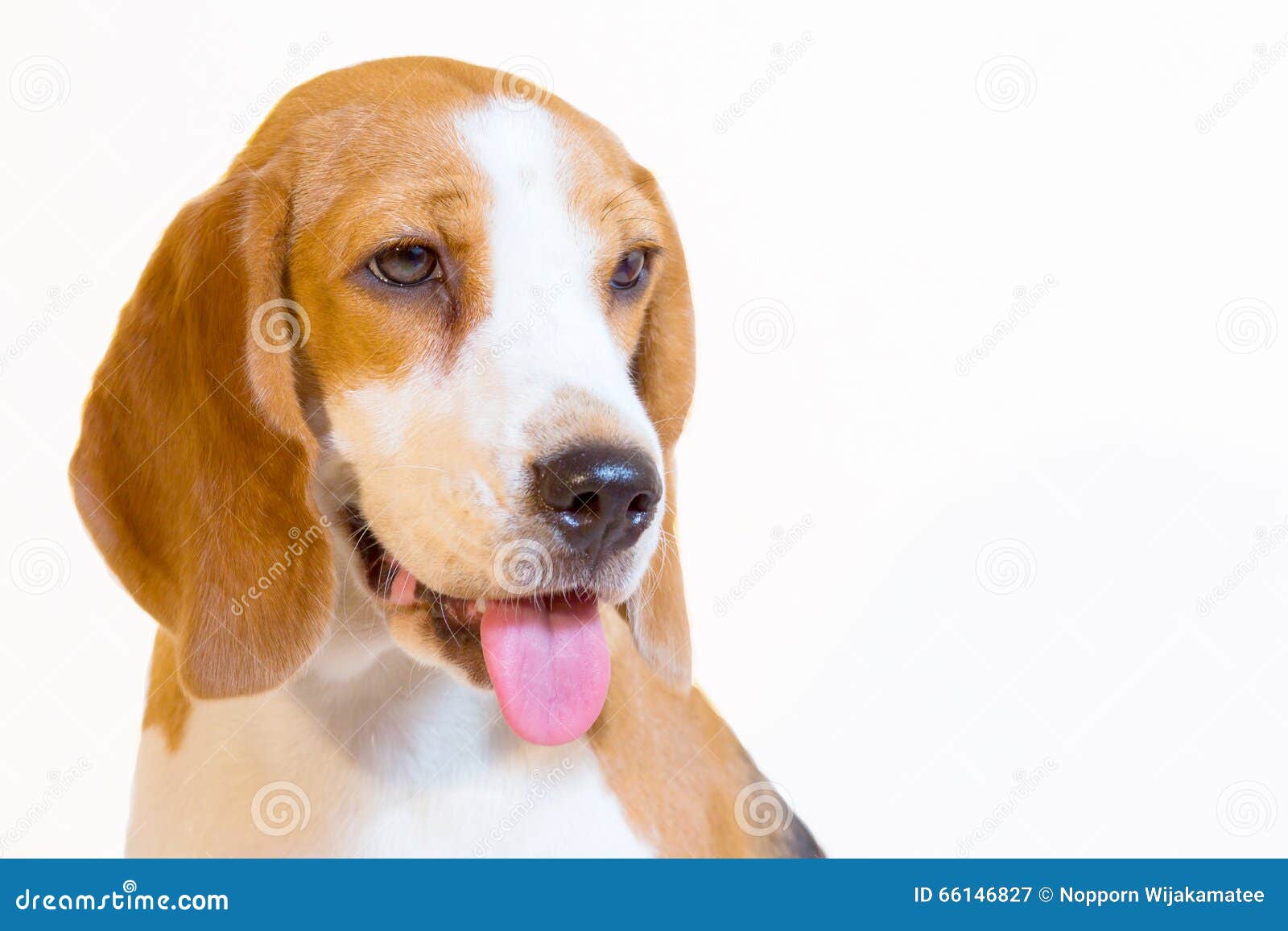 Cute Little Beagle Dog Smiling Studio Portrait Stock Image - Image of ...