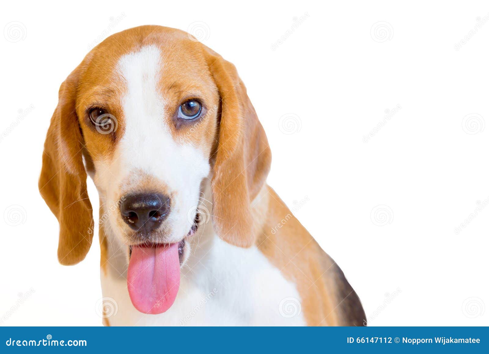 Cute Little Beagle Dog Smiling Studio Portrait Stock Photo - Image of ...