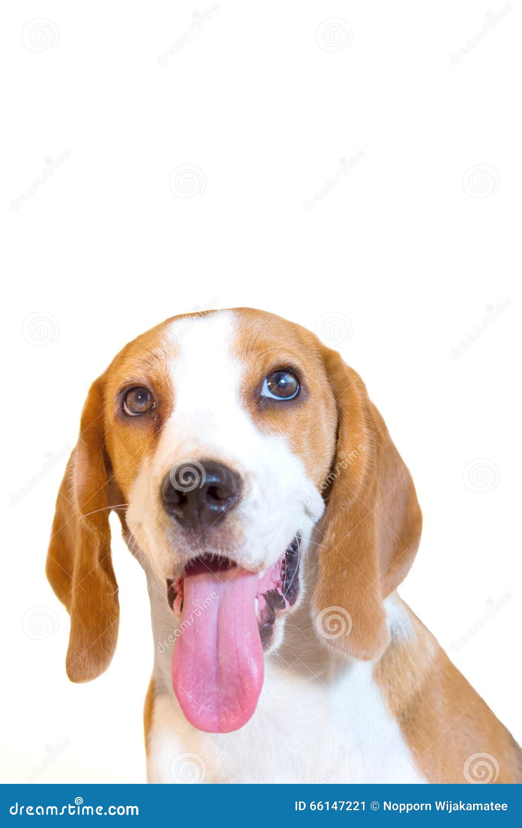 Cute Little Beagle Dog Smiling Studio Portrait Stock Image - Image of ...