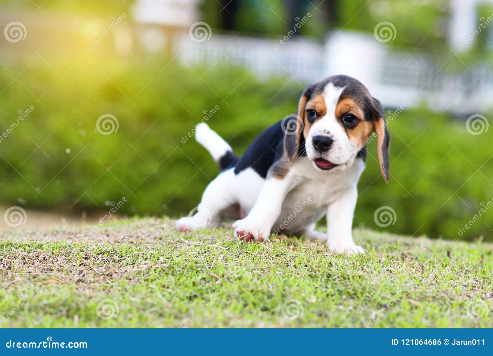 Cute little Beagle stock photo. Image of lonely, close - 121064686