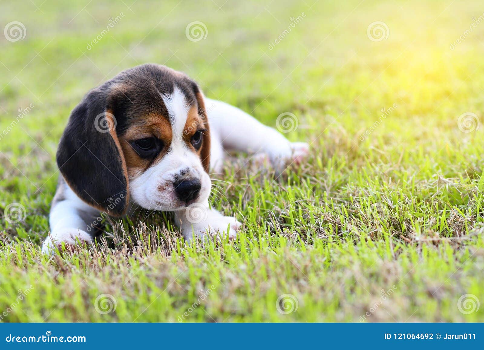 Cute little Beagle stock photo. Image of hound, allergy - 121064692