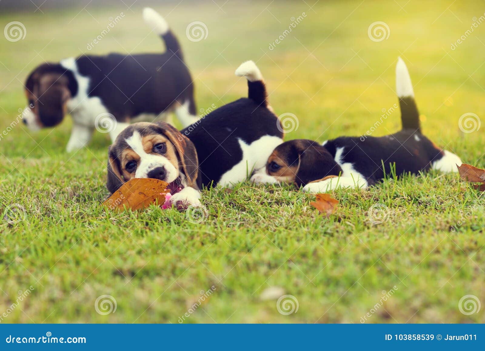 Cute little Beagles stock image. Image of together, canine - 103858539