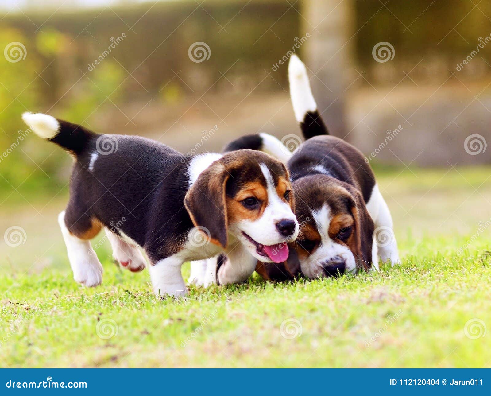 Cute little Beagles stock photo. Image of garden, hound - 112120404