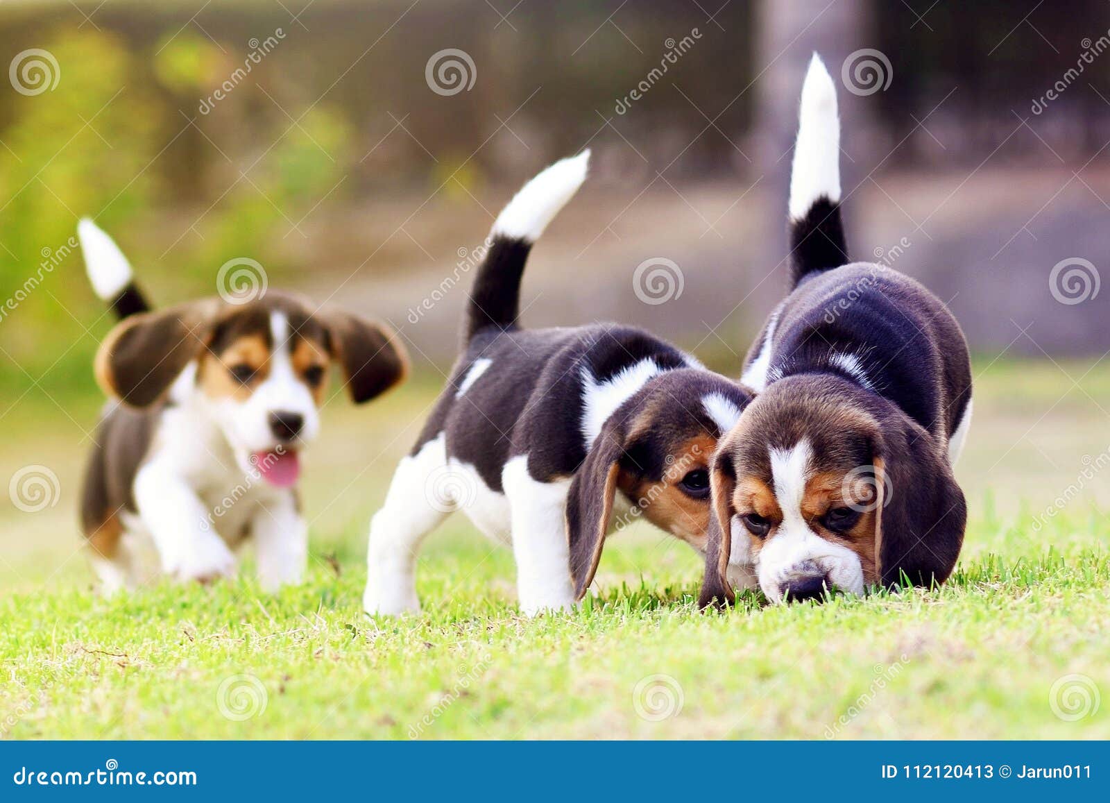 Cute little Beagles stock image. Image of exercise, happiness - 112120413