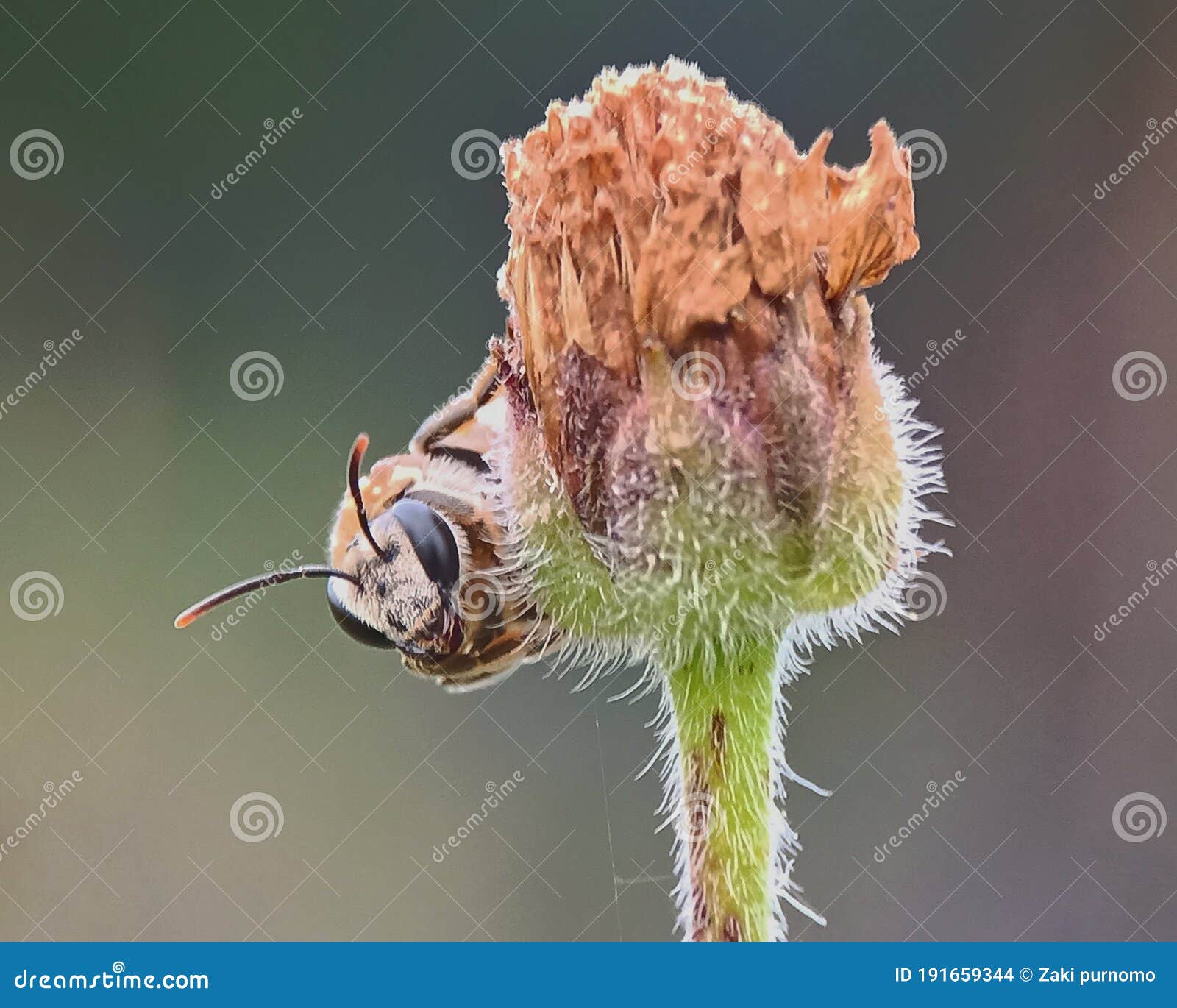 Cute little bee stock photo. Image of insect, wildlife - 191659344