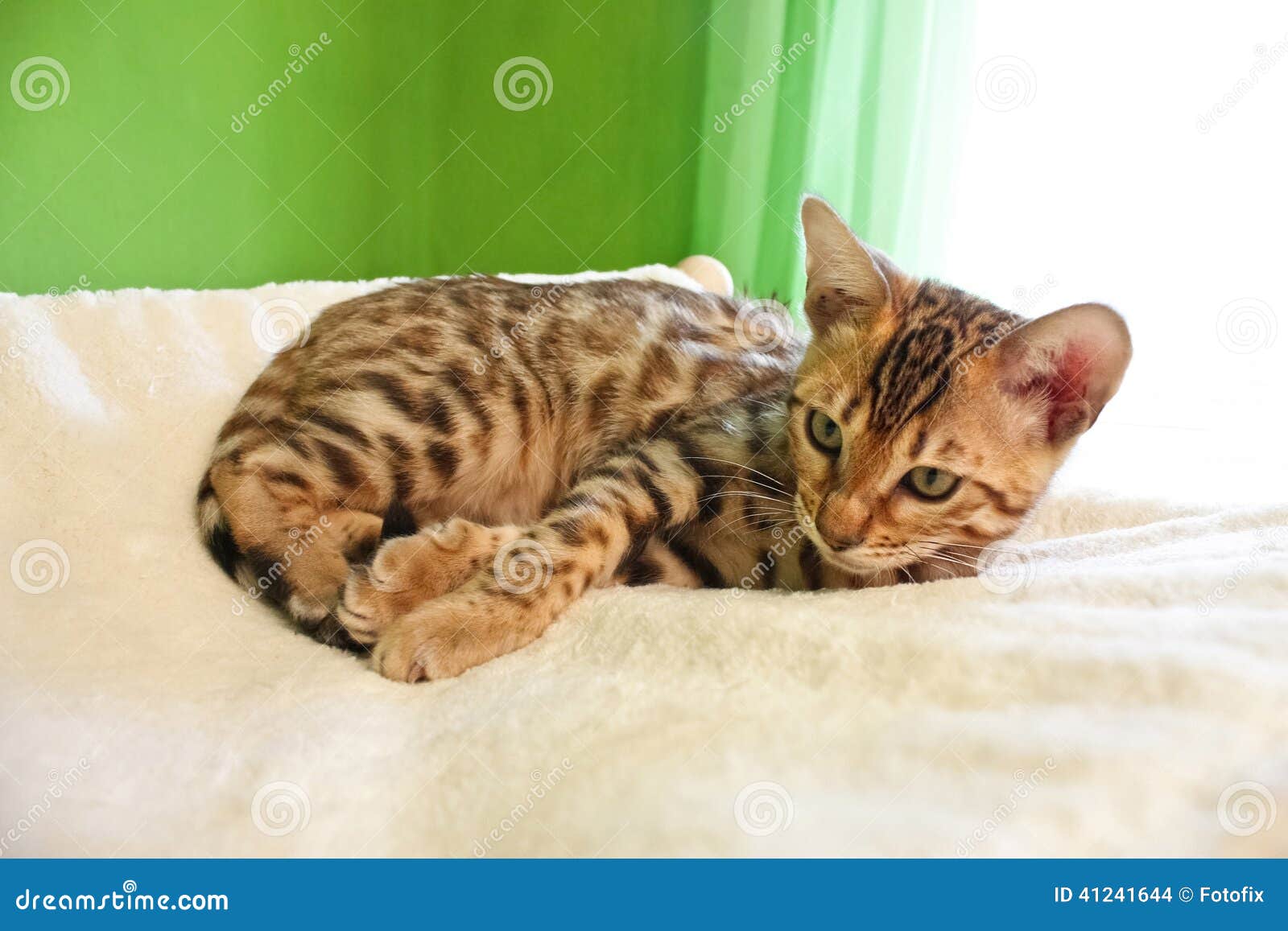 Cute little bengal cat stock photo. Image of cute, lying - 41241644