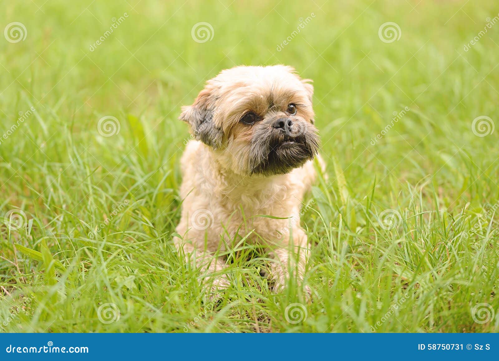 Cute Little Bichon Frise in the Green Stock Image - Image of friend ...