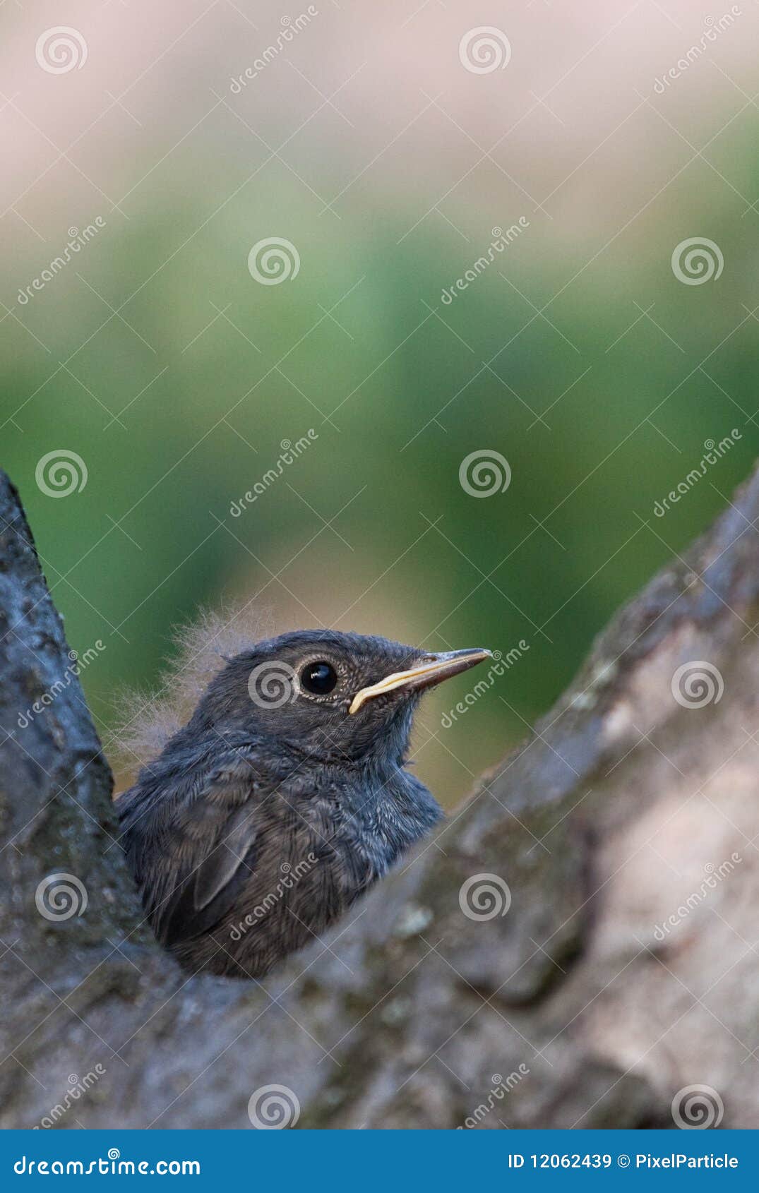 Cute little bird stock image. Image of feather, vunerable - 12062439