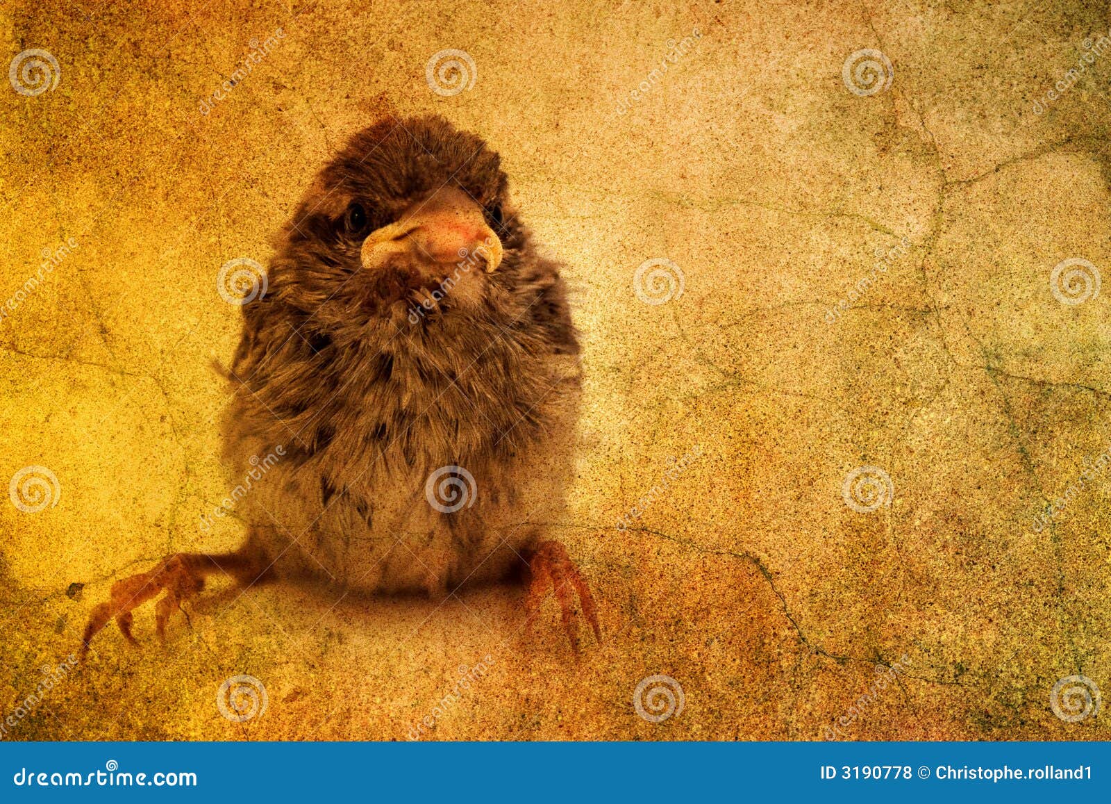 Cute little bird stock photo. Image of baby, page, child - 3190778