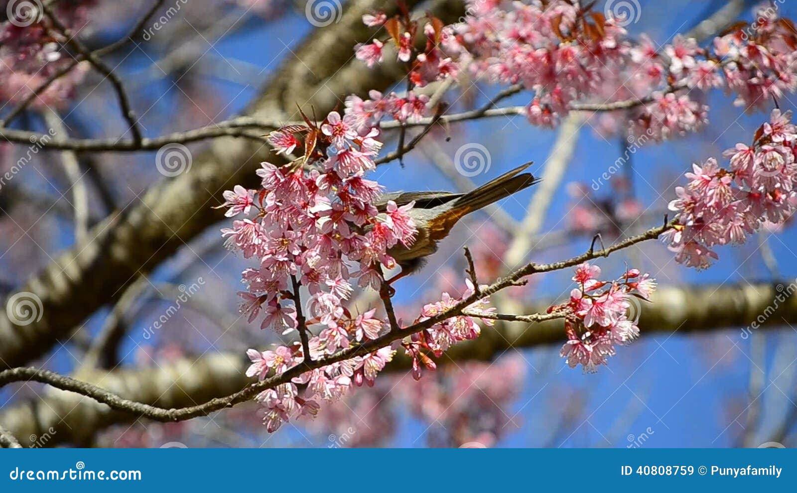 Cute Little Bird Eating Nectar of Cherry Blossom Tree Stock Video ...
