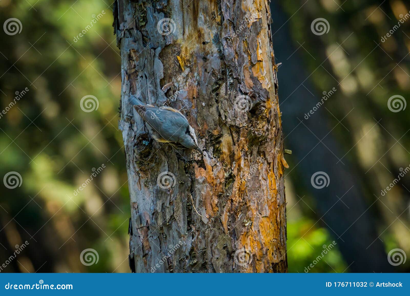 Small Grey Bird on Pine Tree Stock Photo - Image of smallbird, tree ...
