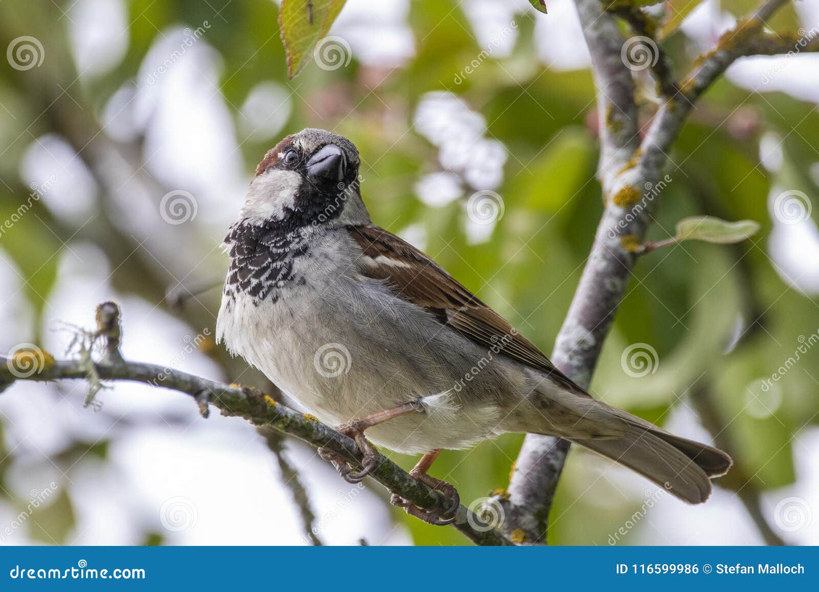 Cute little bird in a tree stock photo. Image of crane - 116599986
