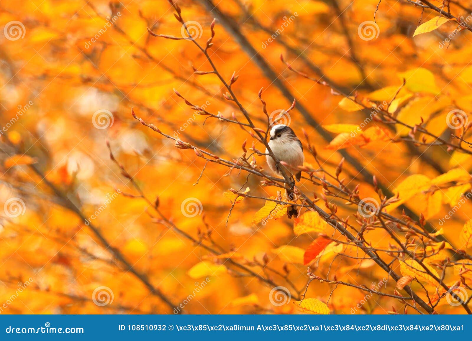 Cute little bird on tree stock photo. Image of leaves - 108510932
