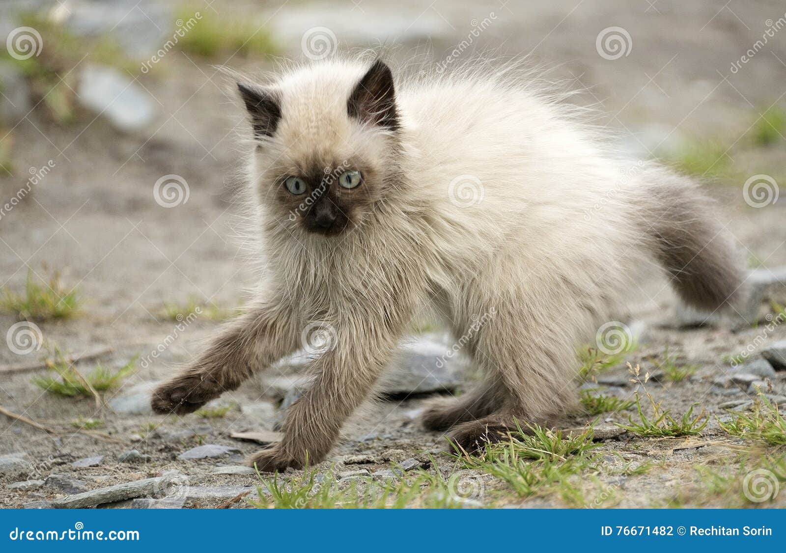 Cute little birman kitten stock photo. Image of indoors - 76671482