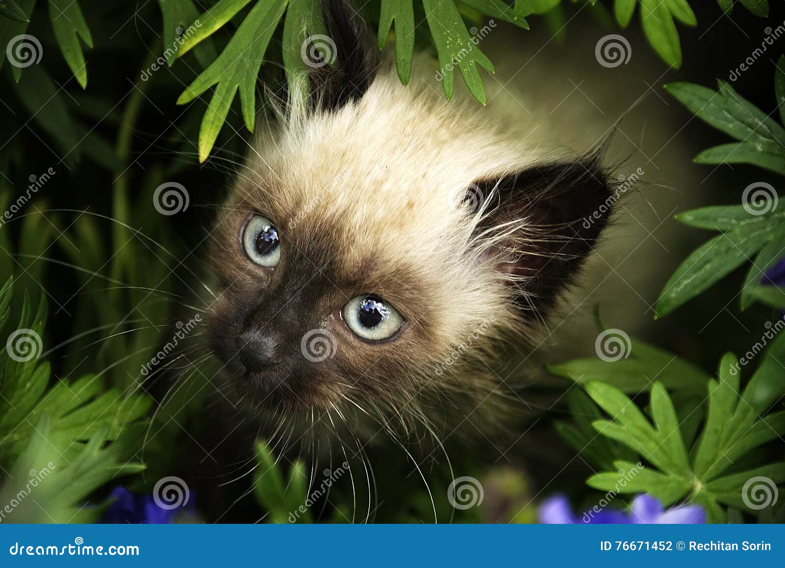 Cute little birman kitten stock photo. Image of garden - 76671452