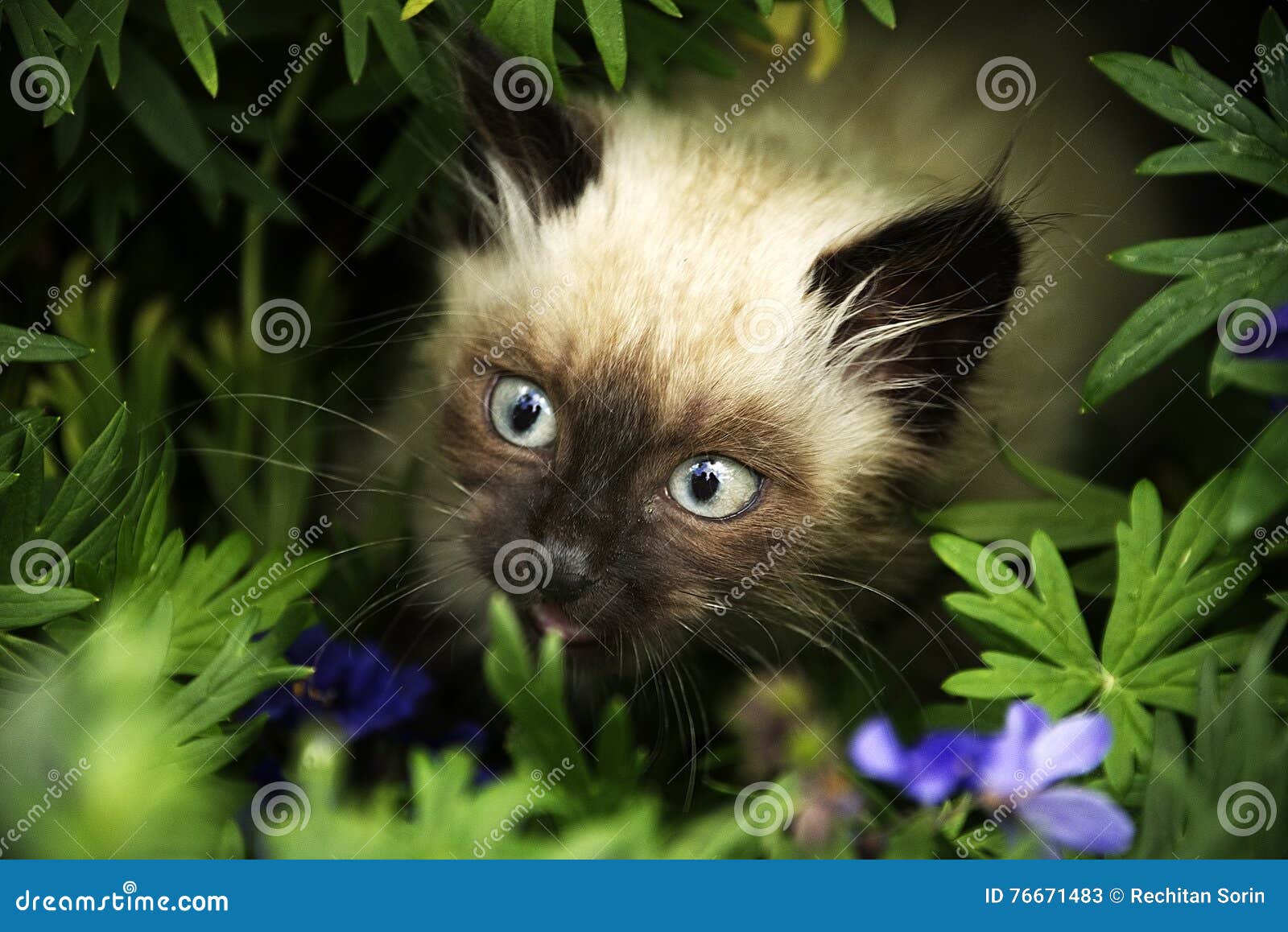Cute little birman kitten stock image. Image of background - 76671483
