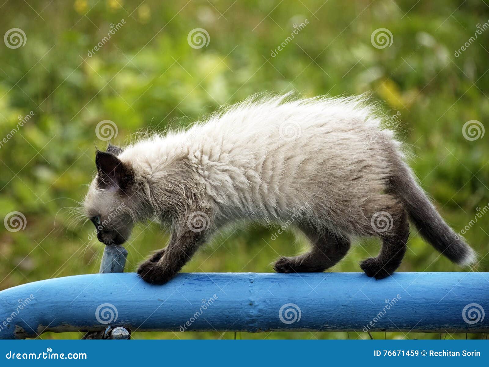 Cute Little Birman Kitten after the Rain Stock Image - Image of kitty ...
