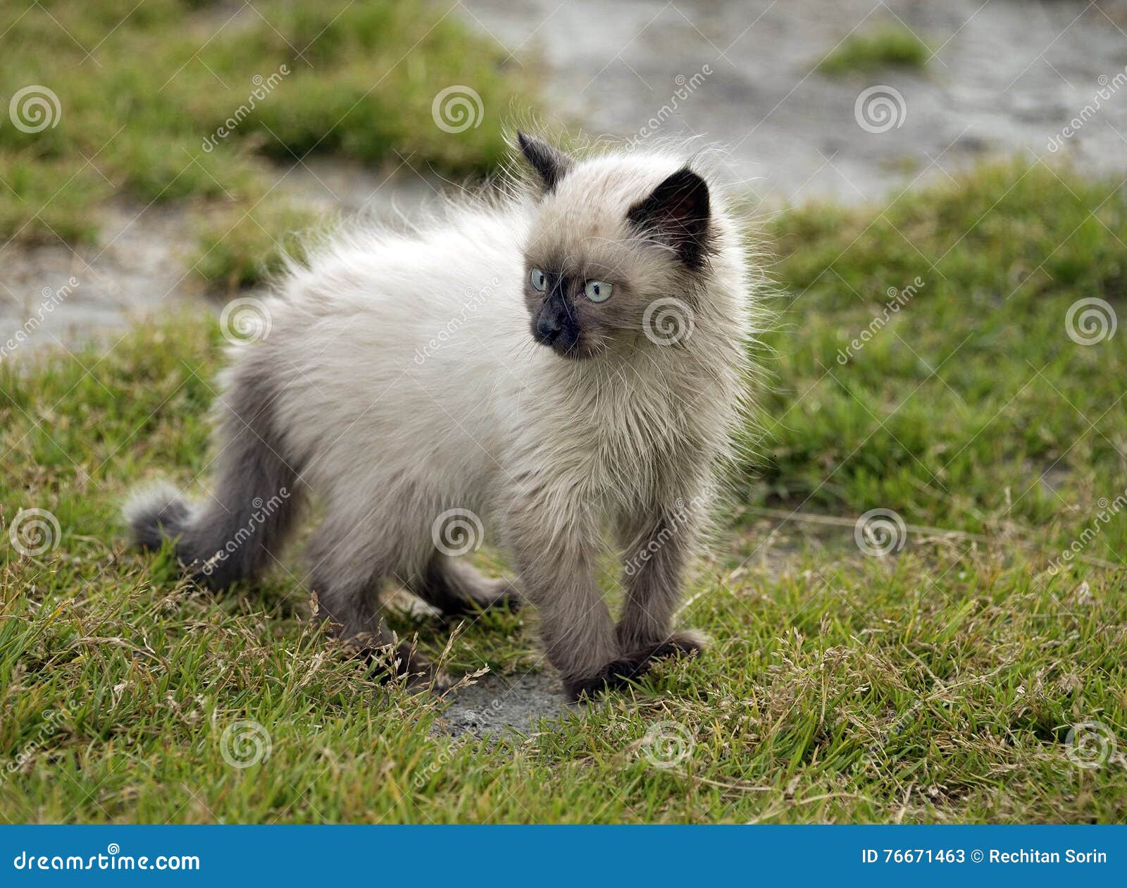 Cute Little Birman Kitten after the Rain Stock Image - Image of field ...