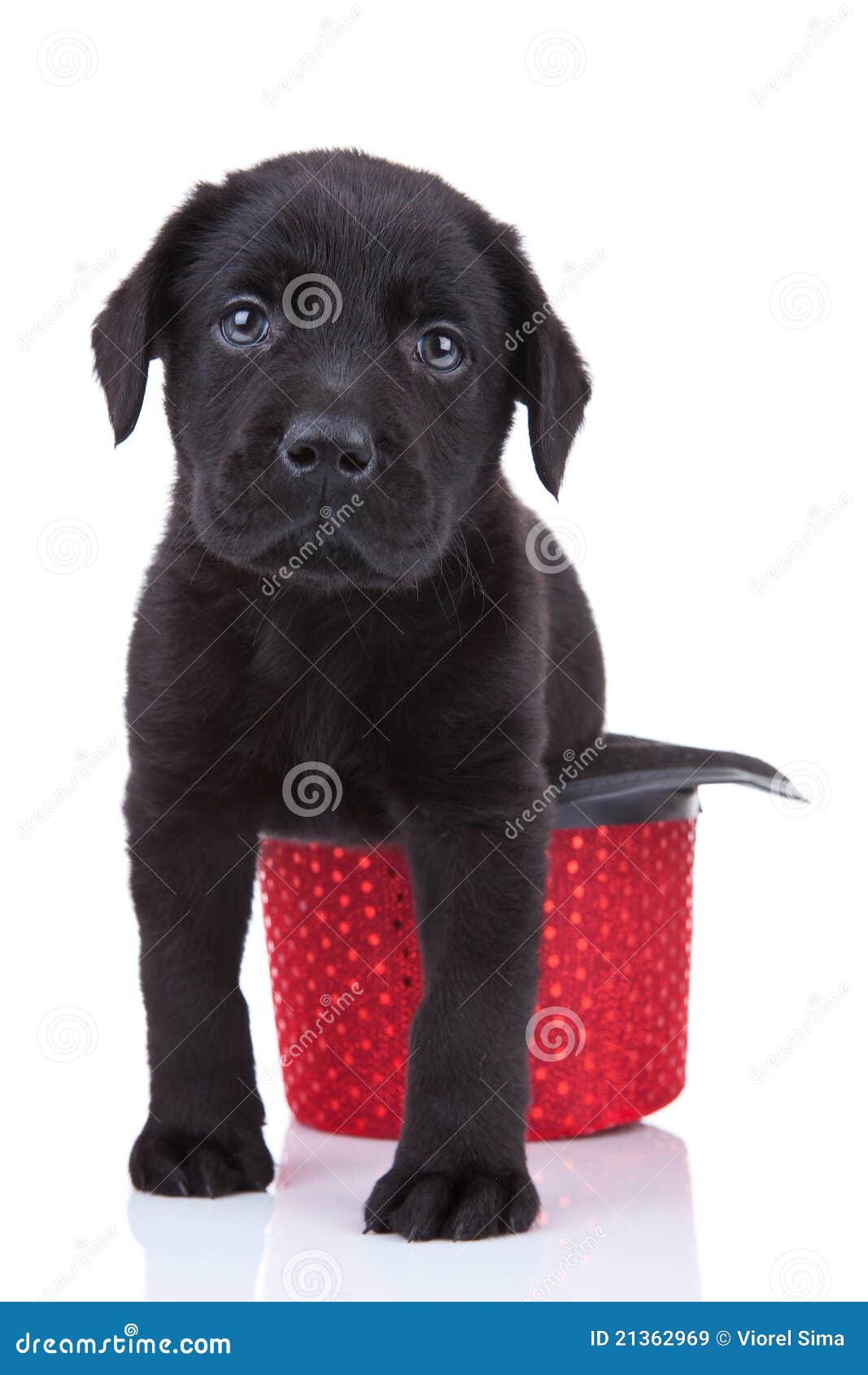 Cute little black labrador stock image. Image of retriever - 21362969
