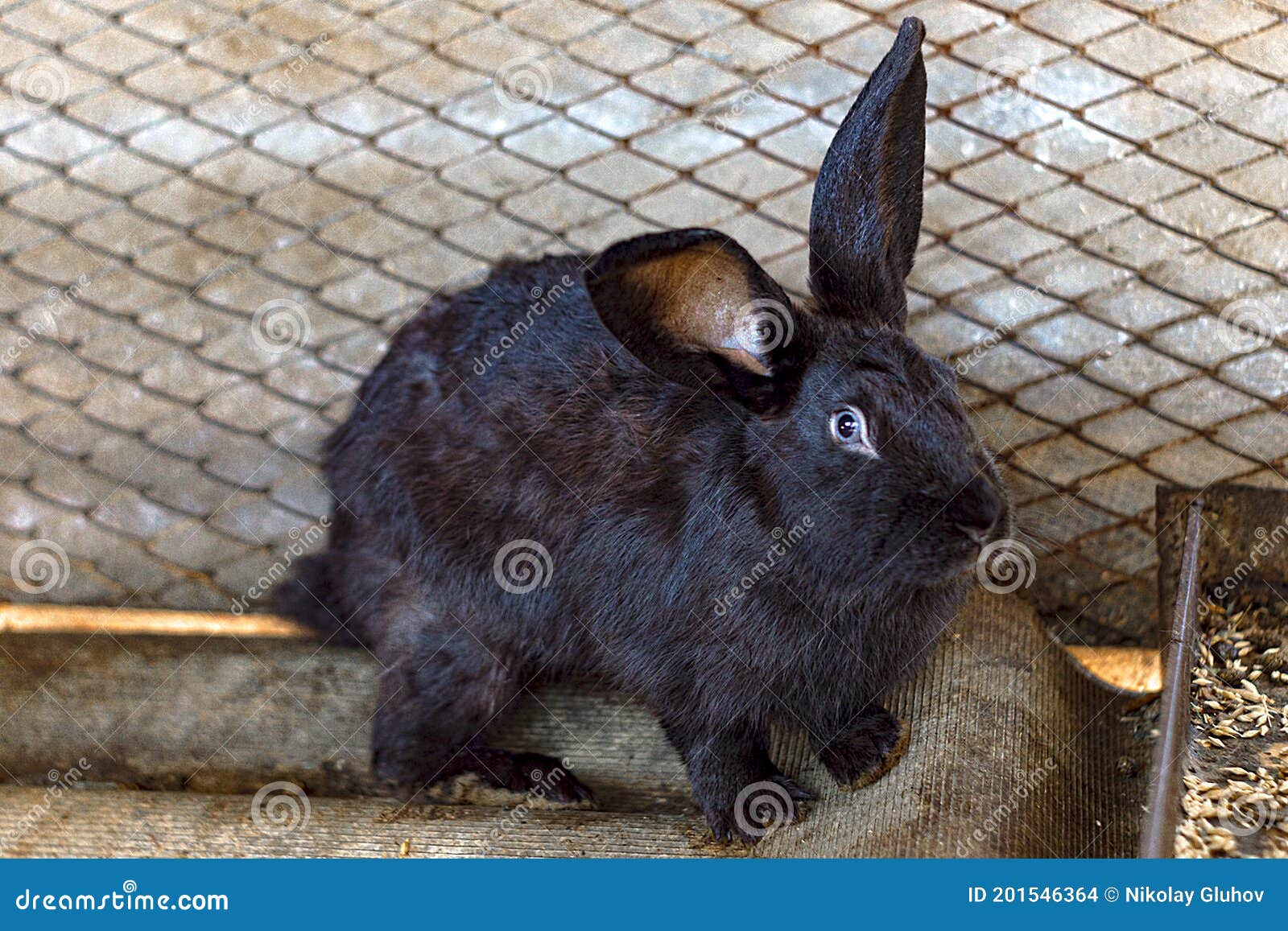 A Cute Little Black Rabbit with Beautiful Eyes. Portrait Stock Photo ...