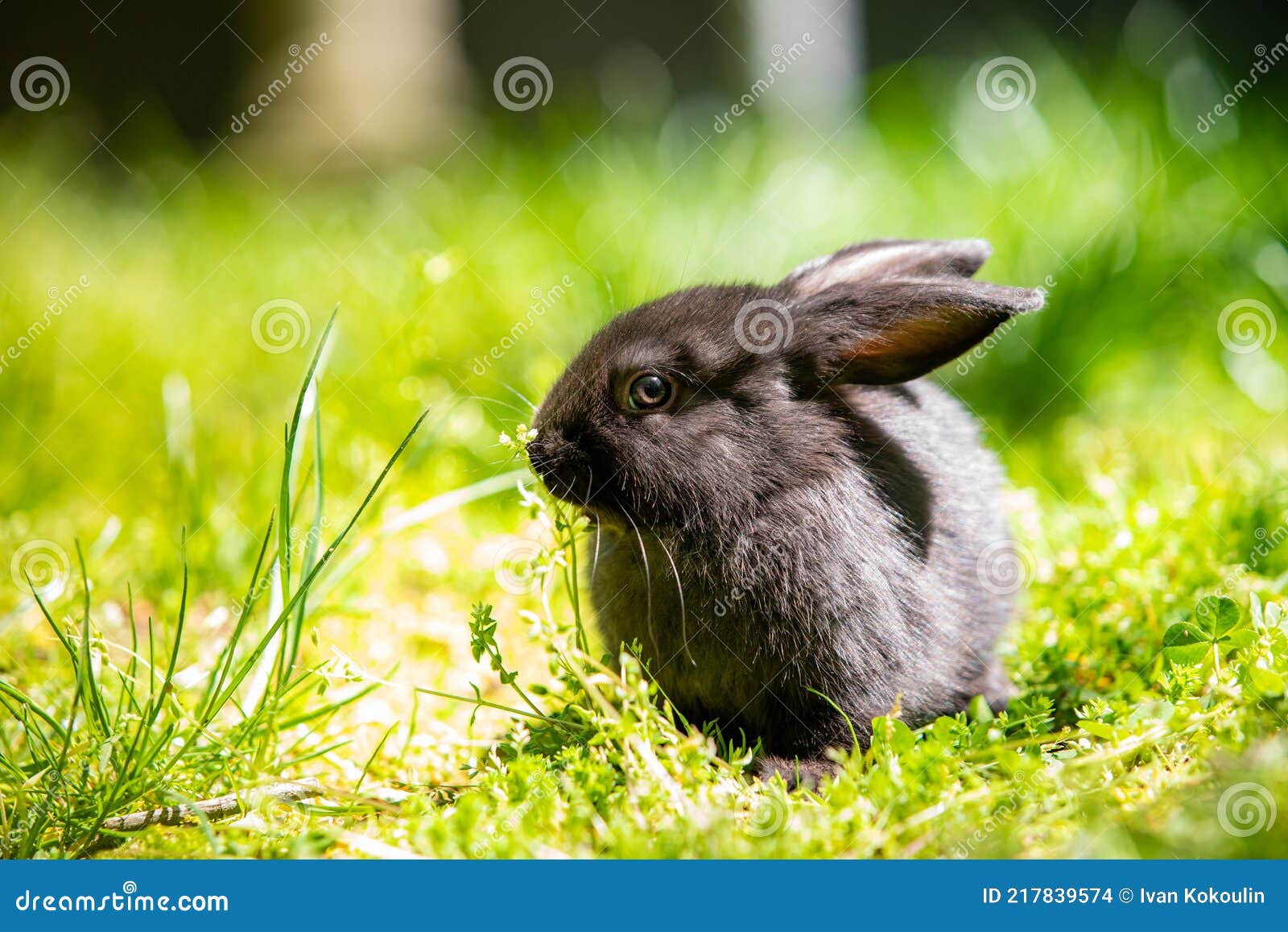 Cute Little Black Rabbit on the Grass Meadow Eating Stock Photo - Image ...