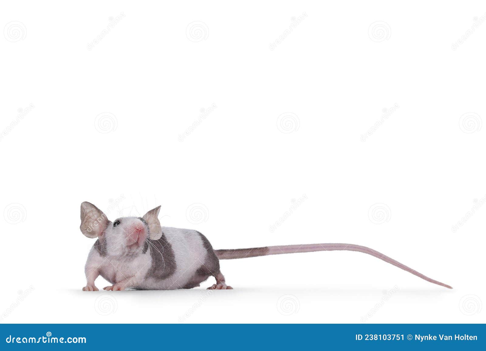 Mouse on white background stock image. Image of small - 238103751
