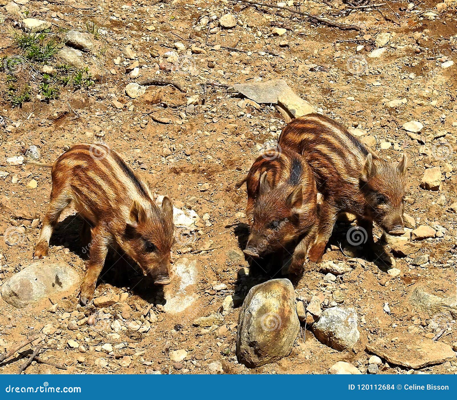 Cute Little Boar Playing on the Ground Stock Photo - Image of wild ...