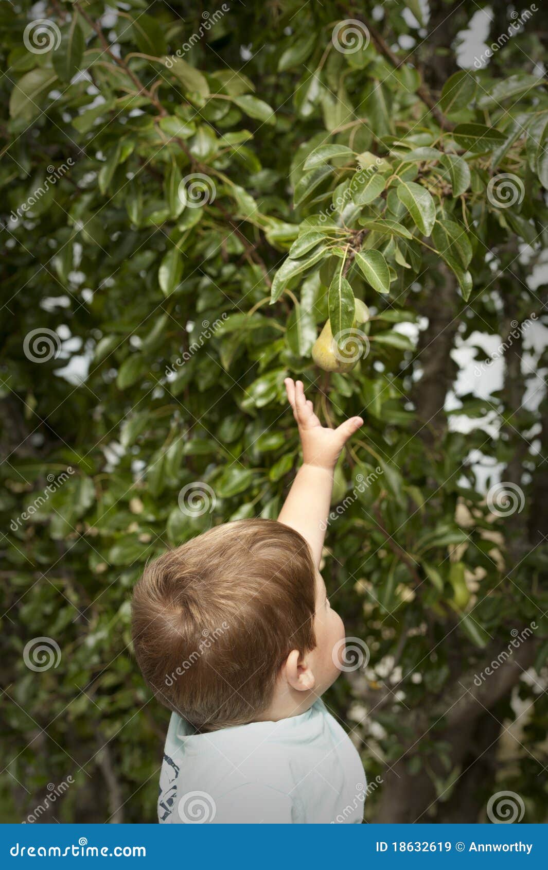 Cute Little Boy Picking Fruit From Tree Royalty-Free Stock Photo ...
