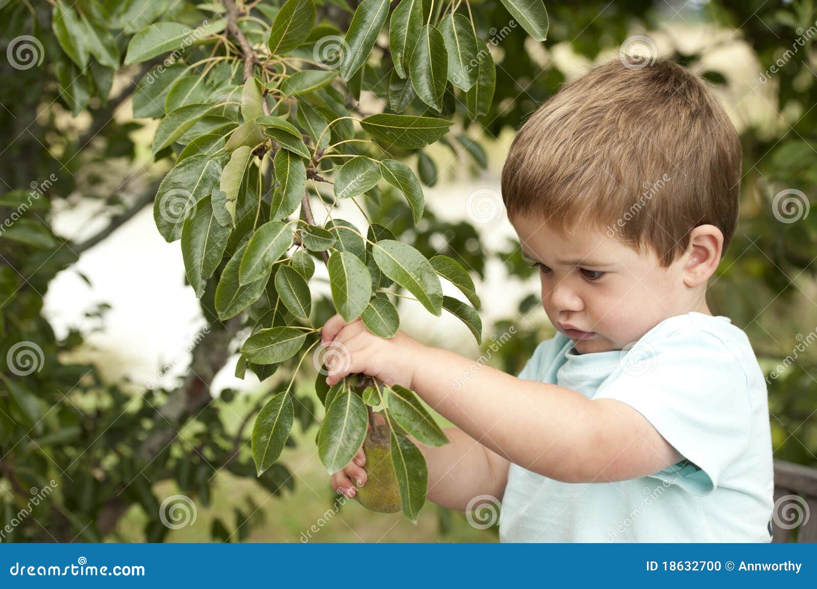 Cute Little Boy Picking Fruit from Tree Stock Photo - Image of picking ...