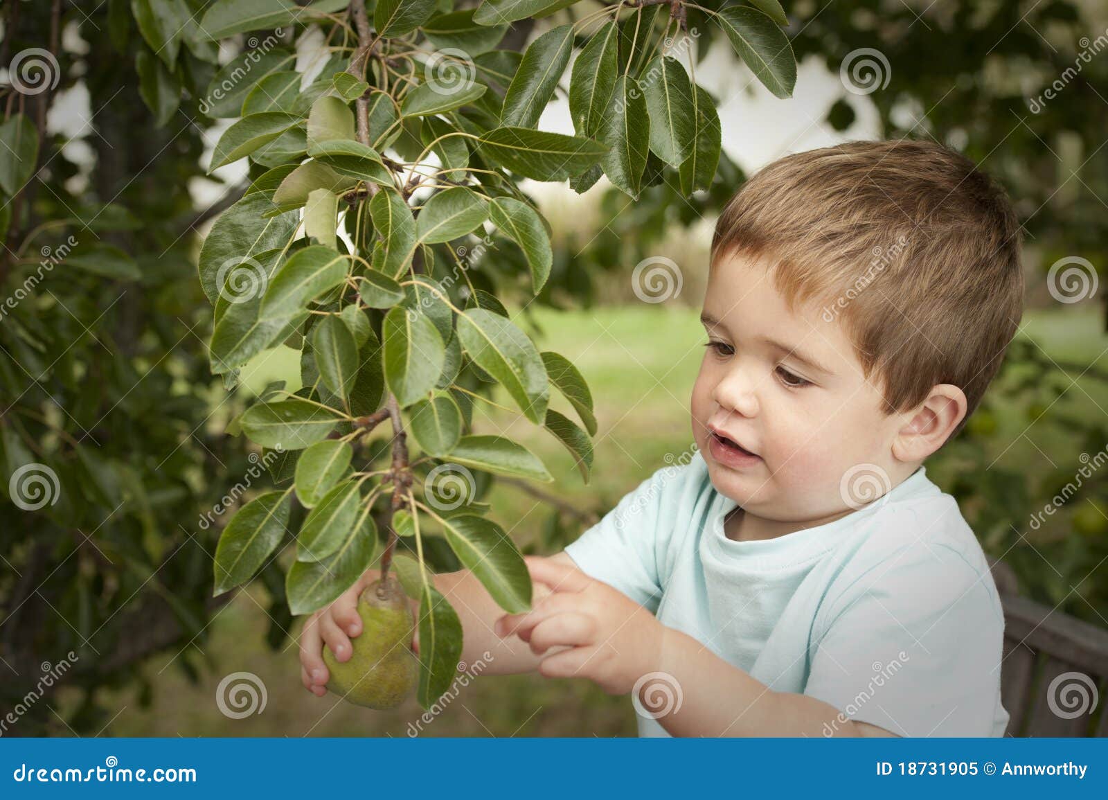 Cute Little Boy Picking Fruit from Tree Stock Image - Image of ...