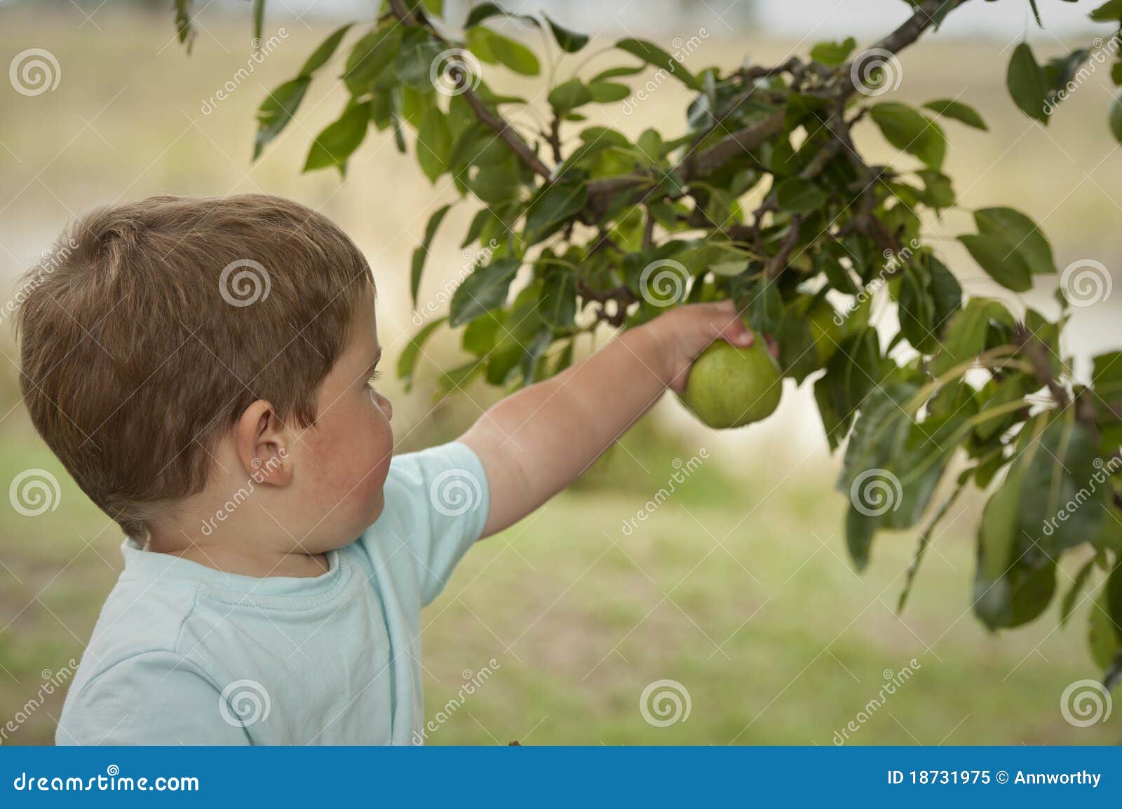 Cute Little Boy Picking Fruit From Tree Royalty-Free Stock Photography ...