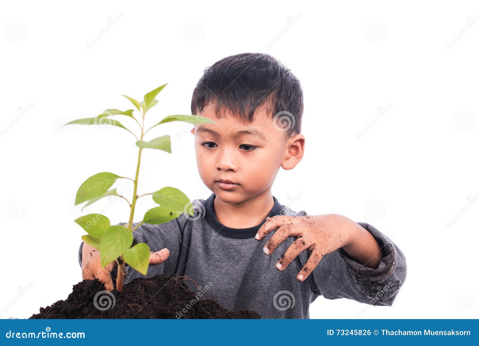 Cute Little Boy Planting Tree Stock Photo - Image of planting, spring ...
