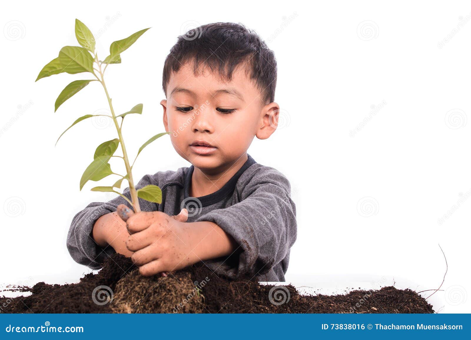 Cute Little Boy Planting Tree Stock Photo - Image of kids, nature: 73838016