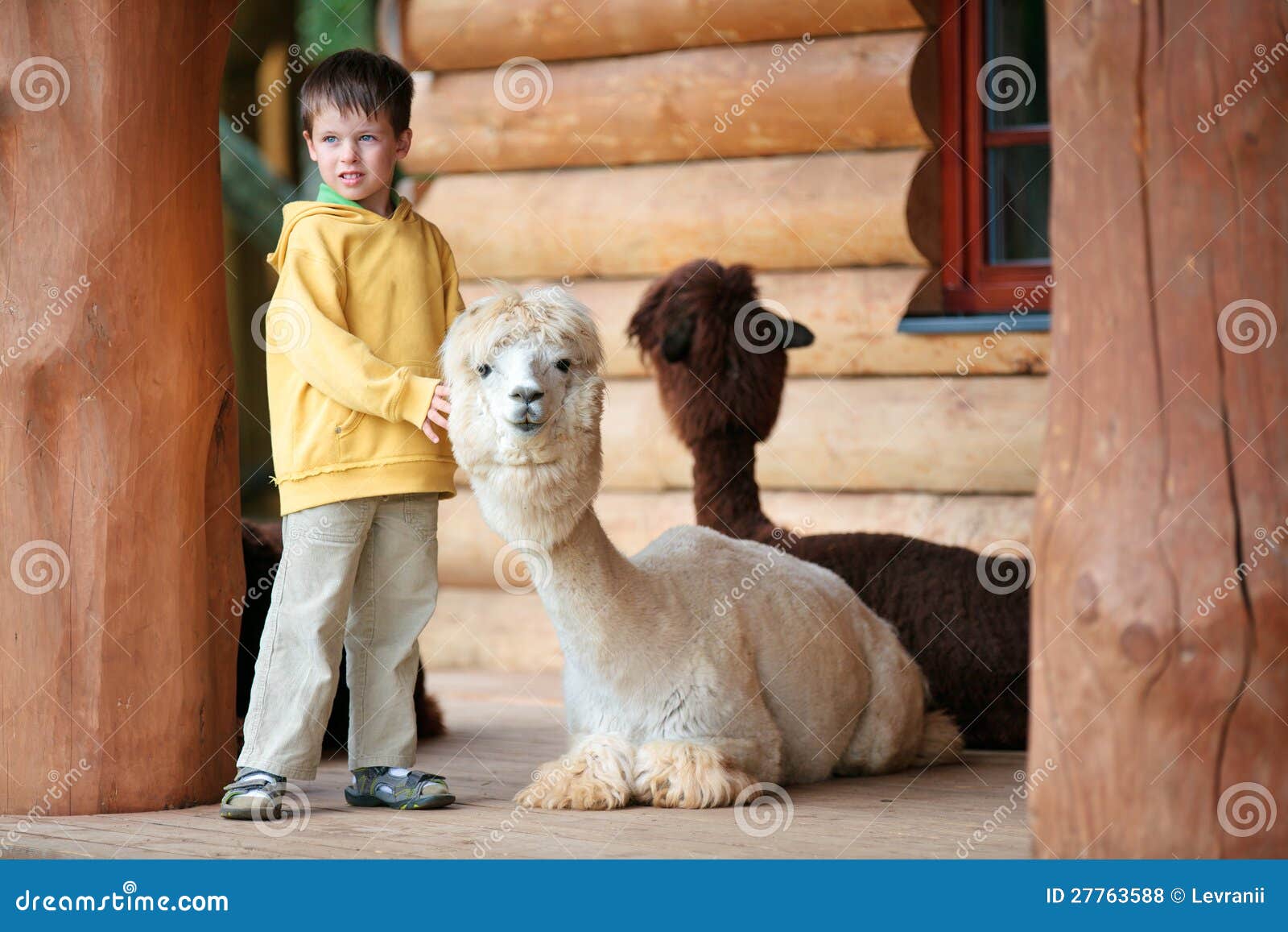 Cute Little Boy Playing with a Baby Alpaca Stock Photo - Image of smile ...