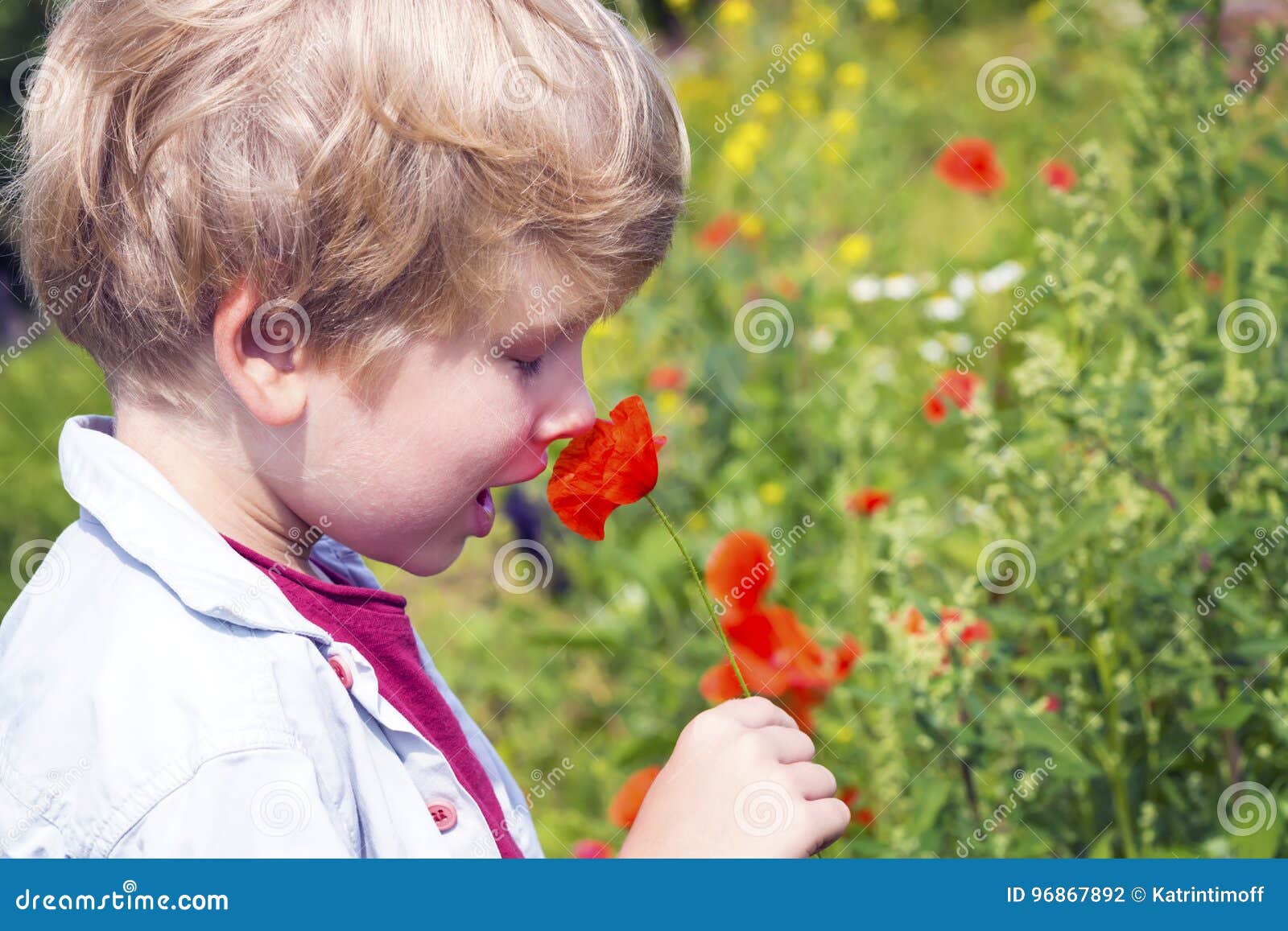 Cute Little Boy Smells a Red Poppy Stock Photo - Image of blue, child ...