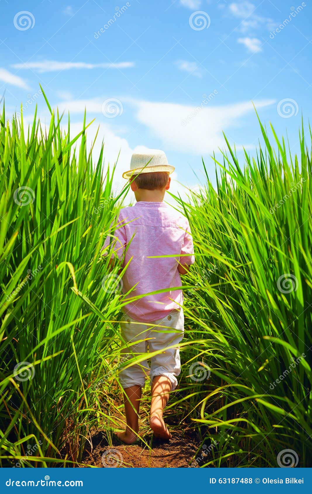 Cute Little Boy Walking through the Rice Field Stock Photo - Image of ...
