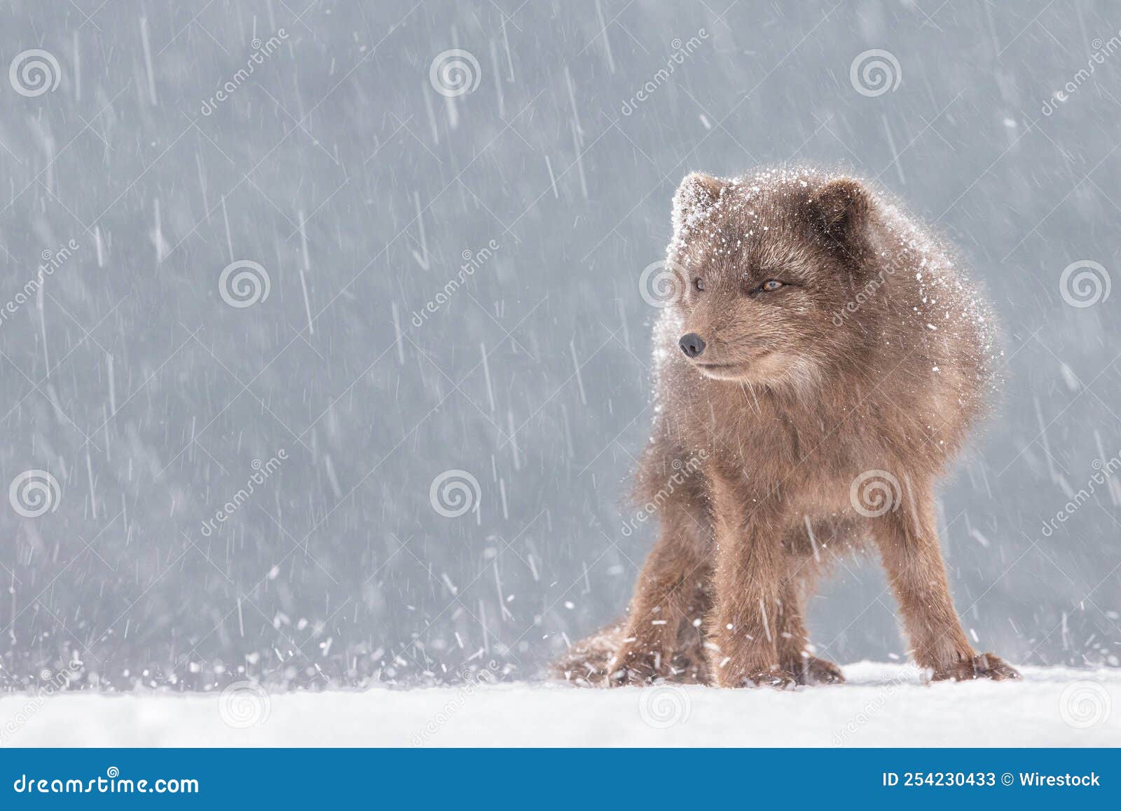 Cute Little Brown Arctic Fox Standing Under the Snowfall Stock Image ...